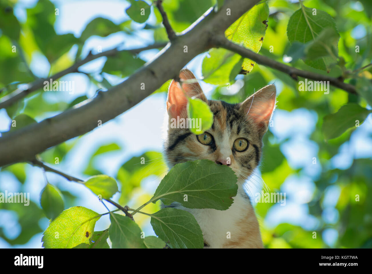 Chat dans un arbre Banque de photographies et d’images à haute ...