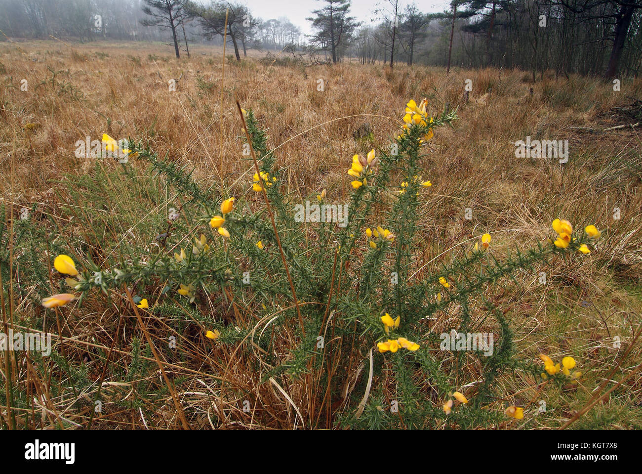 Stockland devon Banque de photographies et d’images à haute résolution ...