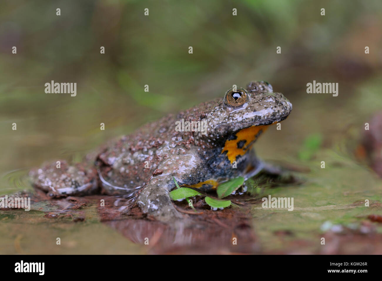 Rare european toads Banque de photographies et d’images à haute ...