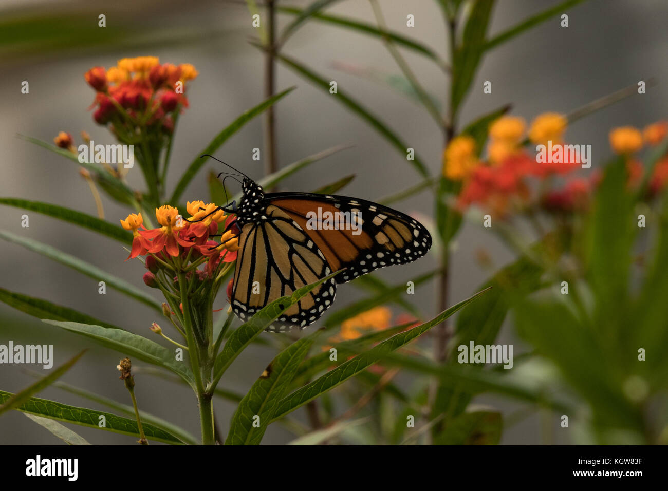Alimentation du papillon monarque Banque de photographies et d’images à ...