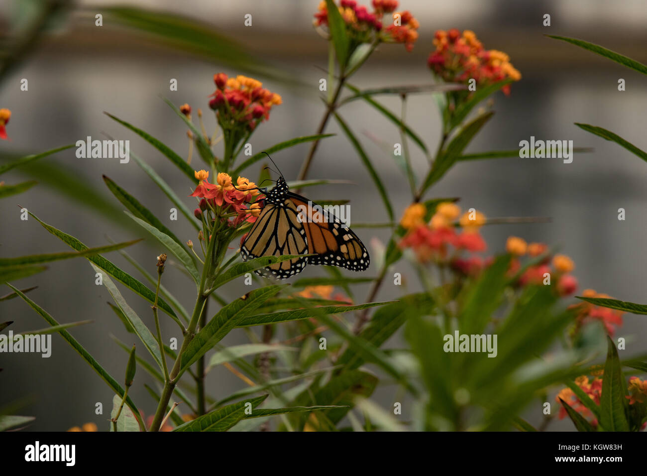 Alimentation du papillon monarque Banque de photographies et d’images à ...