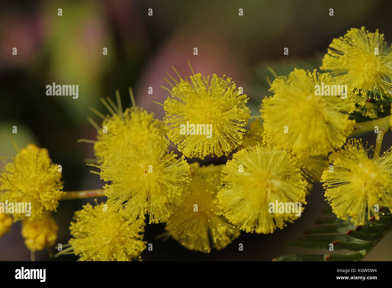 Mimosa Acacia dealbata ou en fleur symbole pour la journée ...