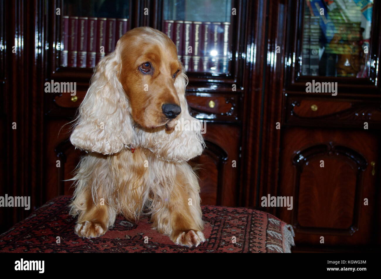 Cocker spaniel lying down Banque de photographies et d’images à haute ...