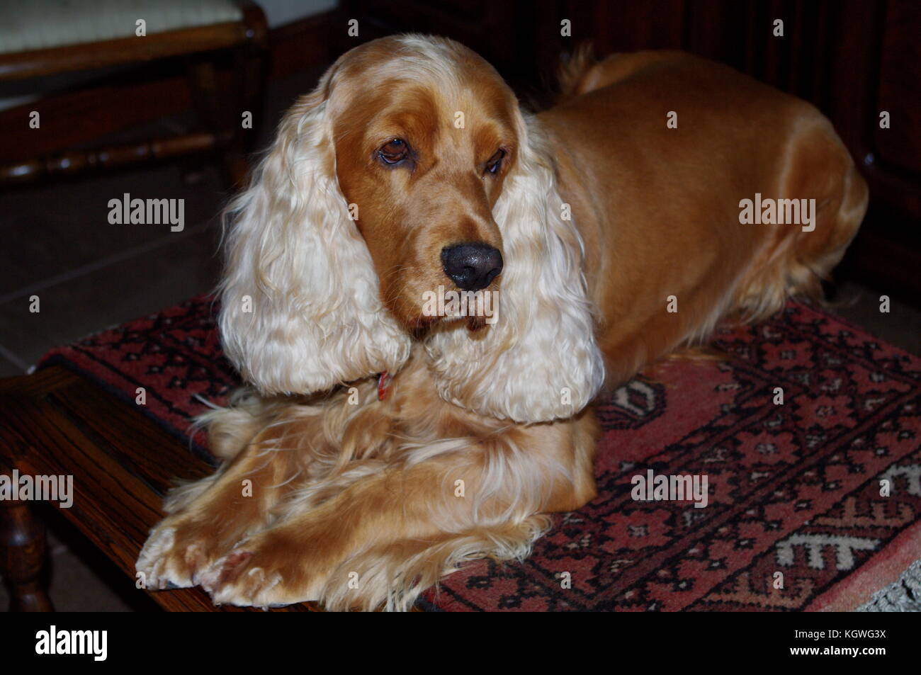 Cocker spaniel lying down Banque de photographies et d’images à haute ...