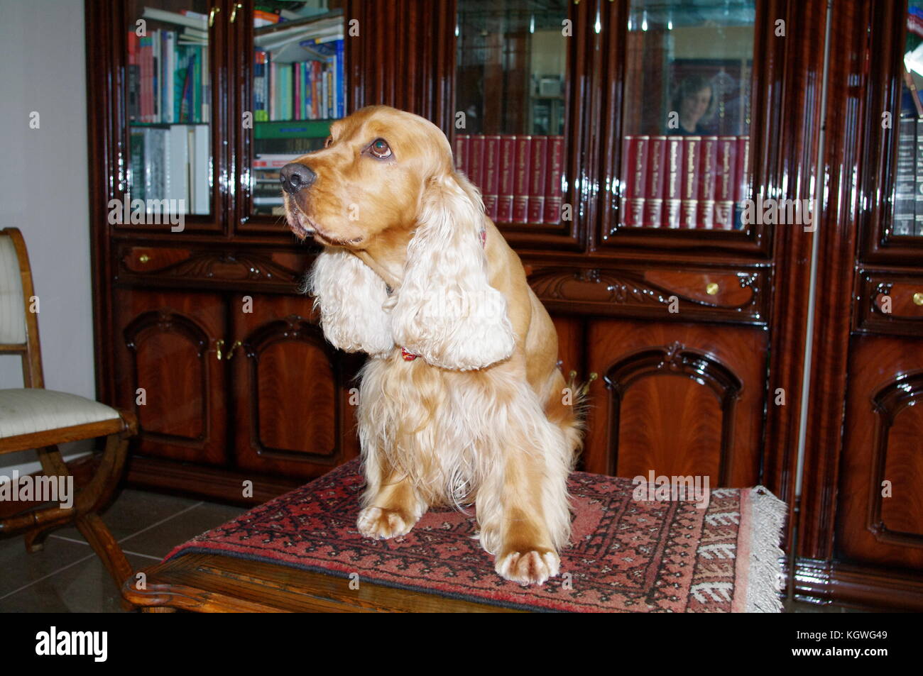 Cocker spaniel lying down Banque de photographies et d’images à haute ...