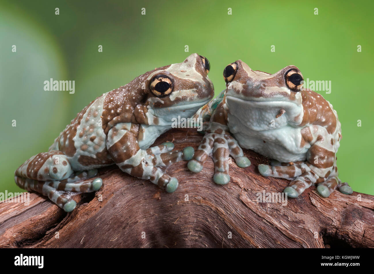 Amazon milk frogs Banque de photographies et d’images à haute ...
