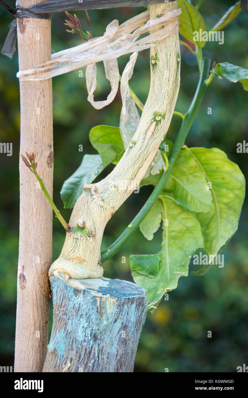 Greffe de fruits Banque de photographies et d’images à haute résolution ...
