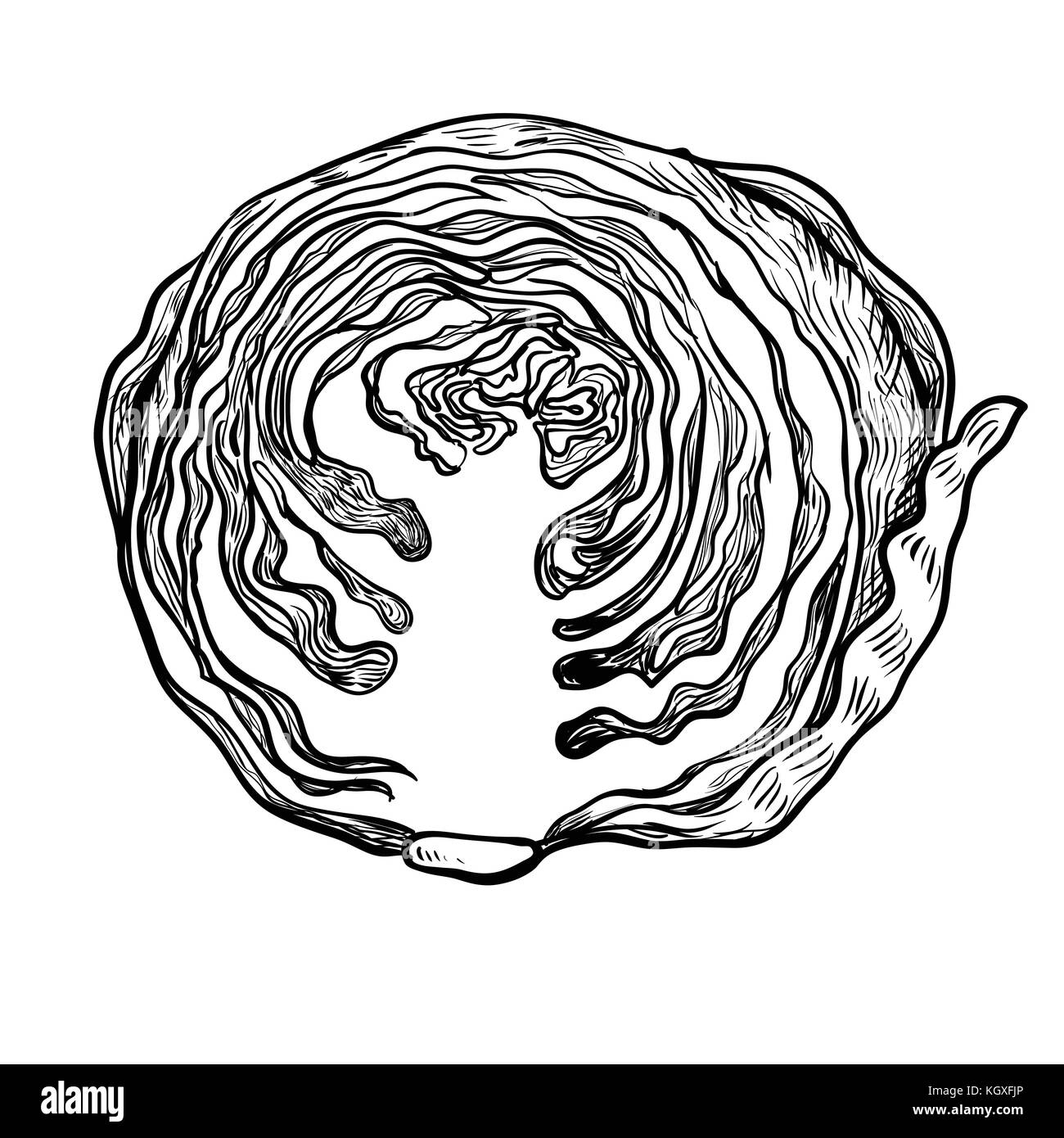 Illustration de la moitié du chou, légumes style illustration gravée ...