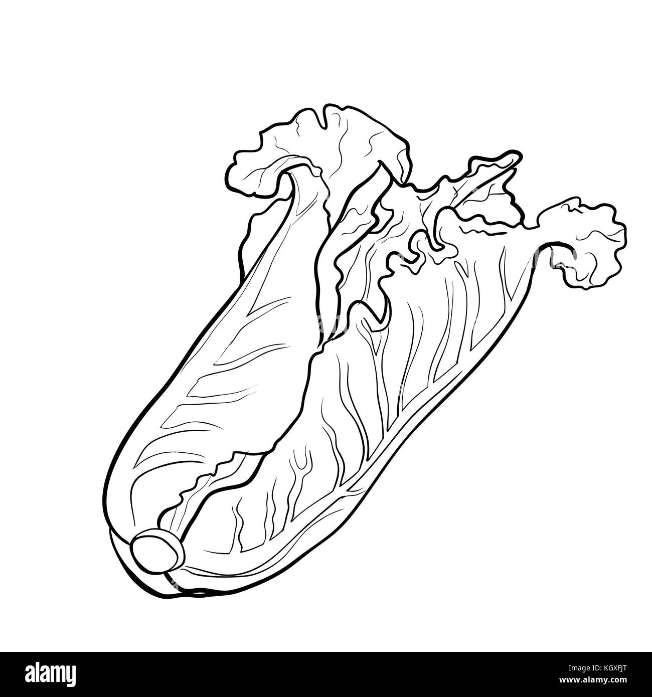 Chou chinois, illustration gravée illustration style de légumes. Chou ...