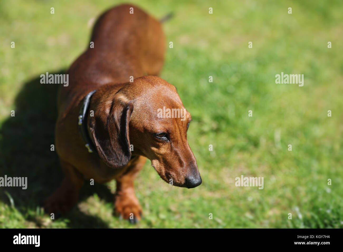 Teckel miniature à poil court Banque de photographies et d’images à ...