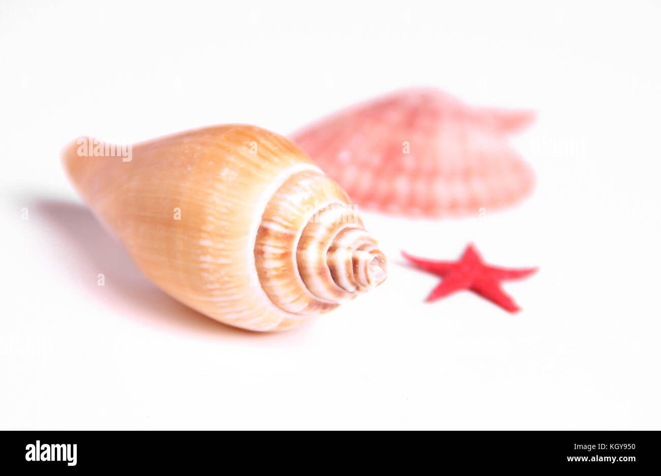 Coquillages de mer Banque d'images détourées - Alamy