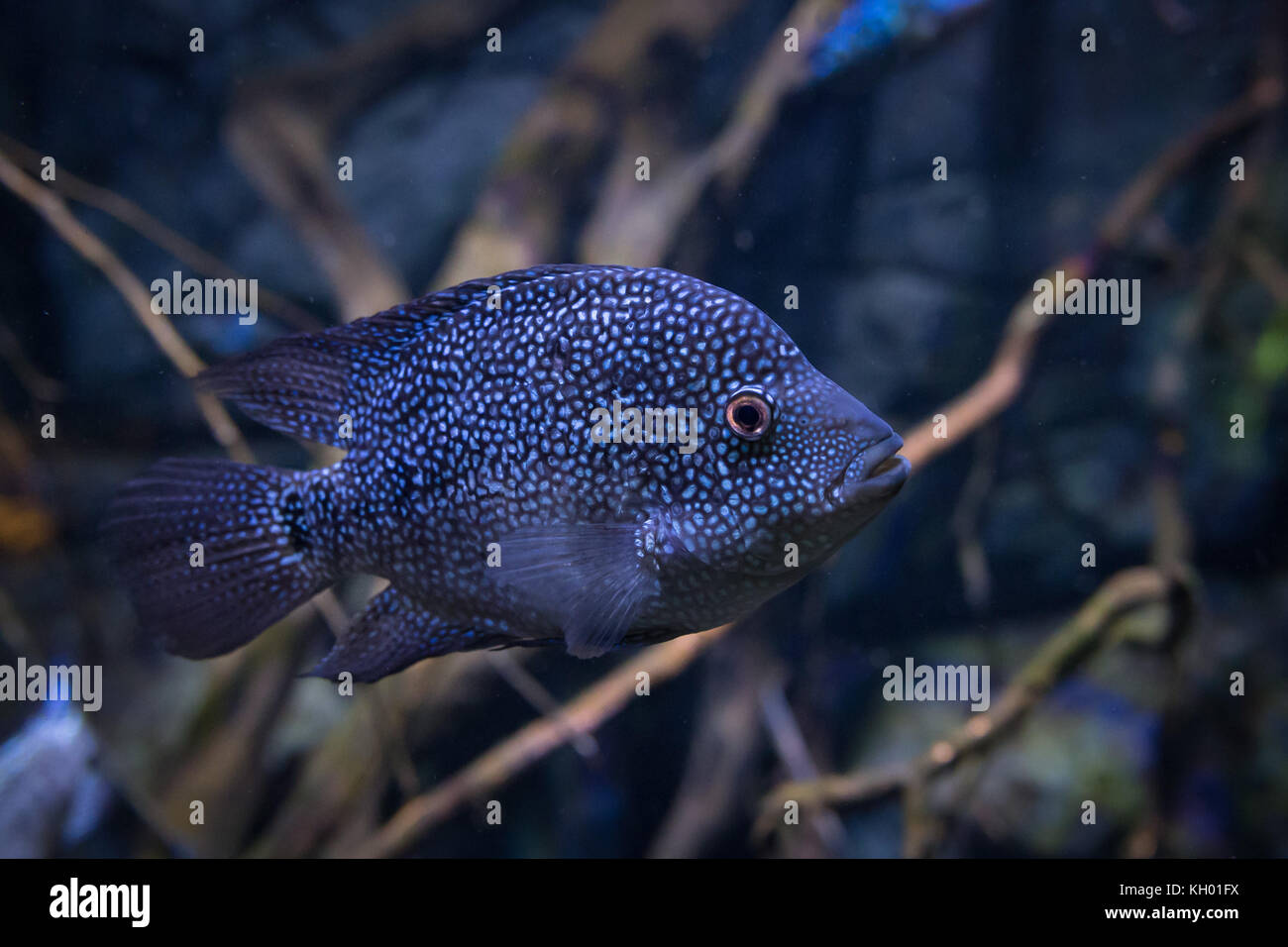 Poisson bleu Banque de photographies et d’images à haute résolution - Alamy