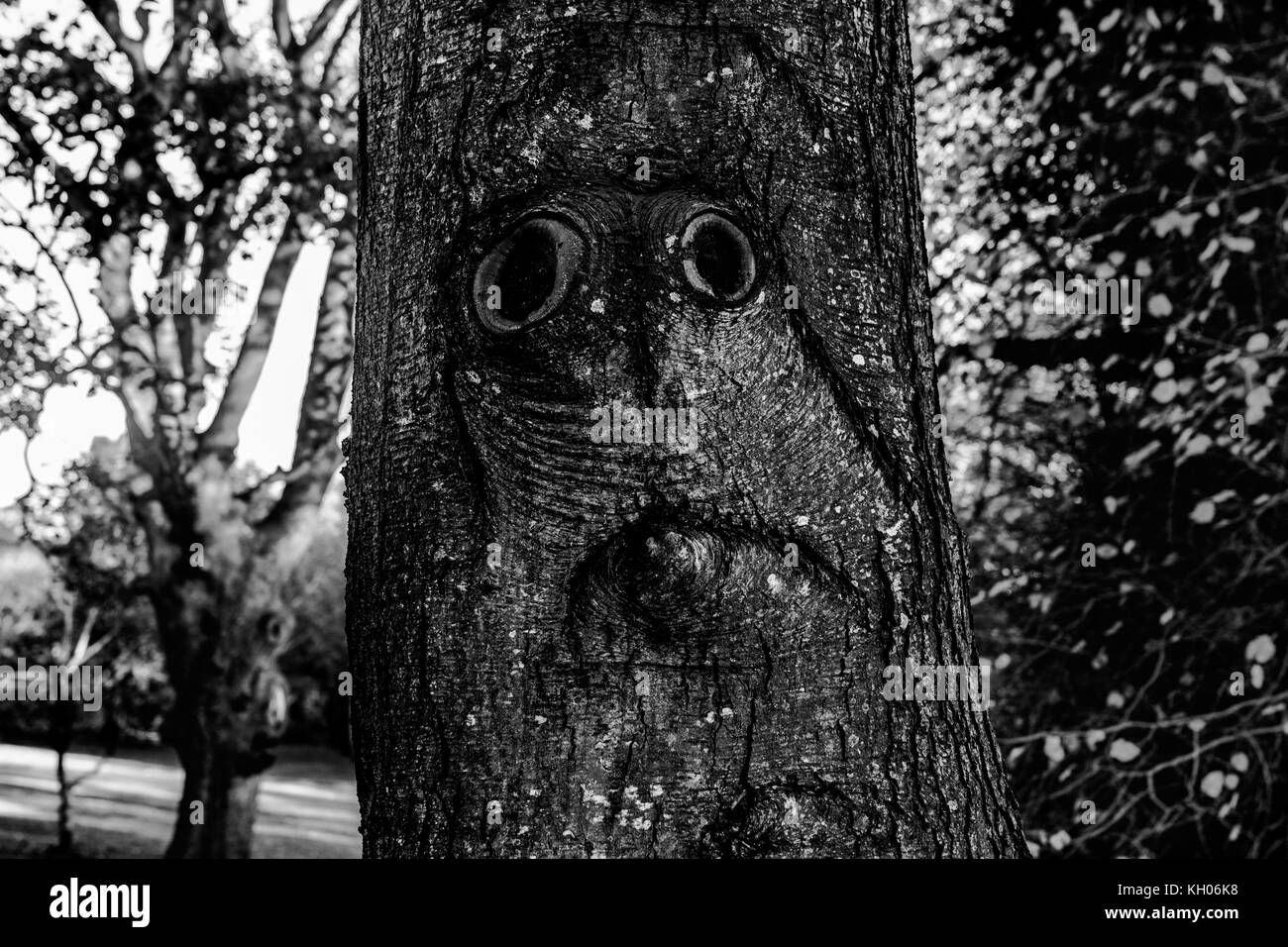 Arbre triste Banque de photographies et d’images à haute résolution - Alamy