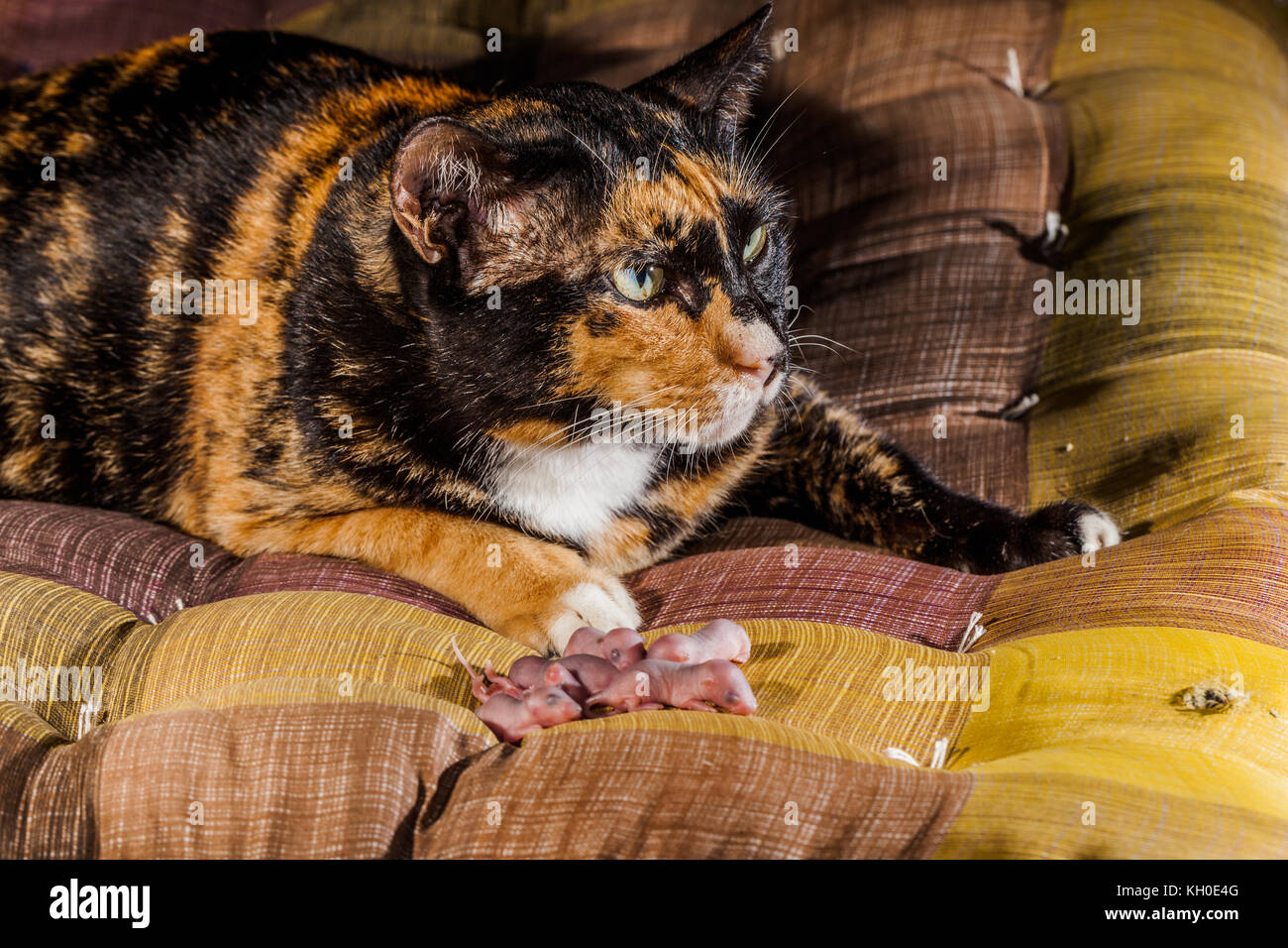Un chat dormir avec bébé rat sur le chiffon elle toujours protéger bébé ...