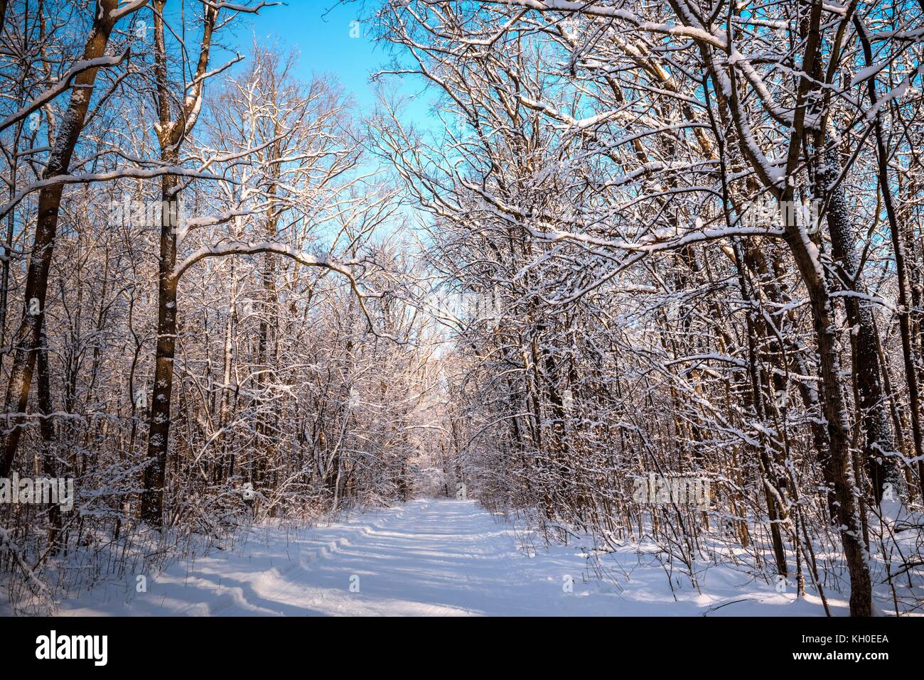 Foret de sapin hiver Banque de photographies et d’images à haute ...