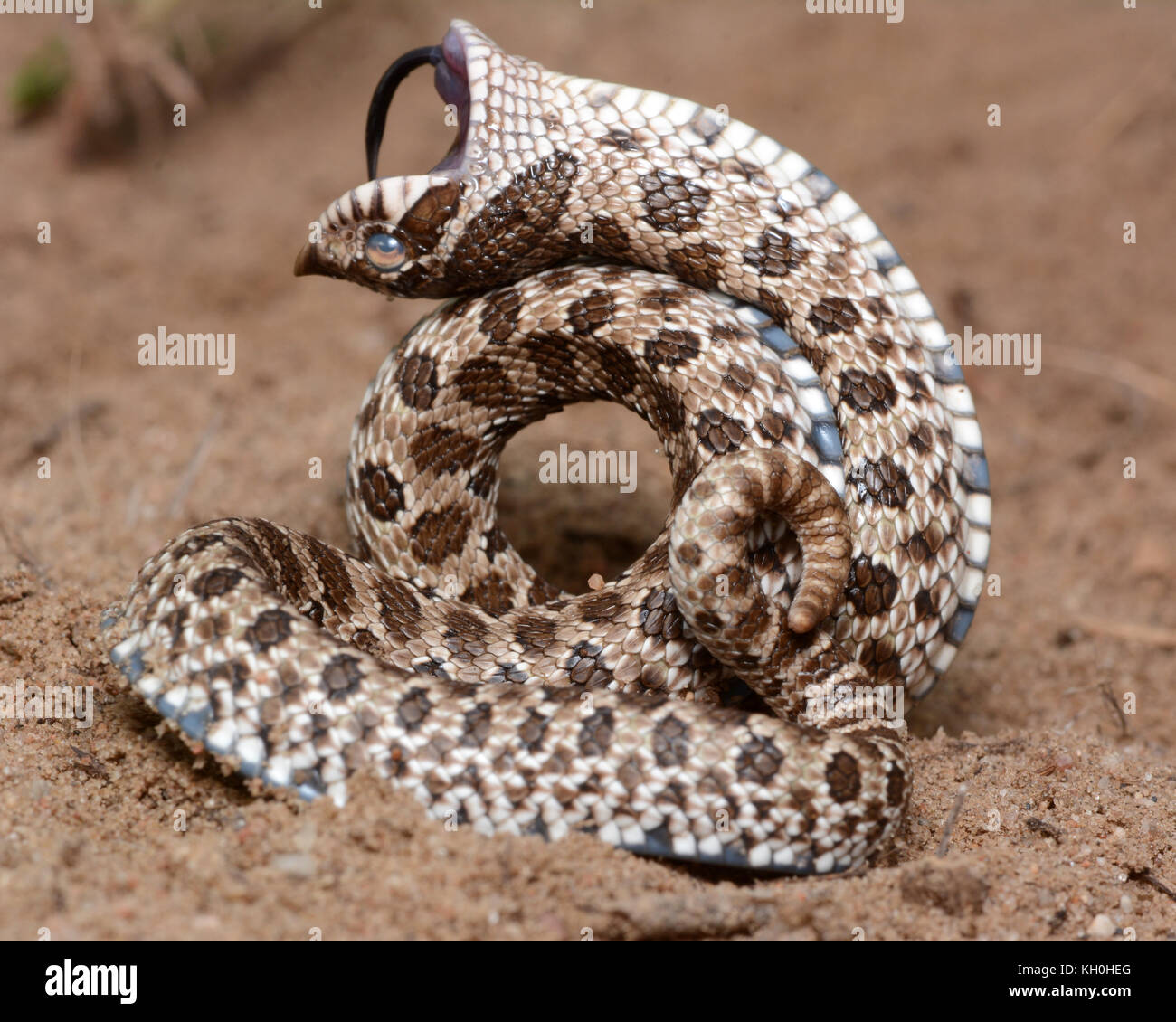 Heterodon nasicus nasicus Banque de photographies et d’images à haute ...