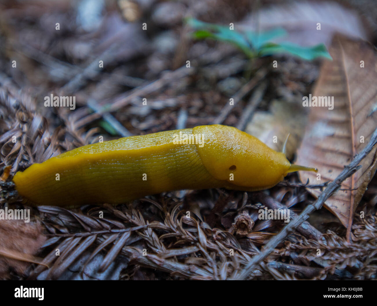 Limaces de banane jaunes Banque de photographies et d’images à haute ...