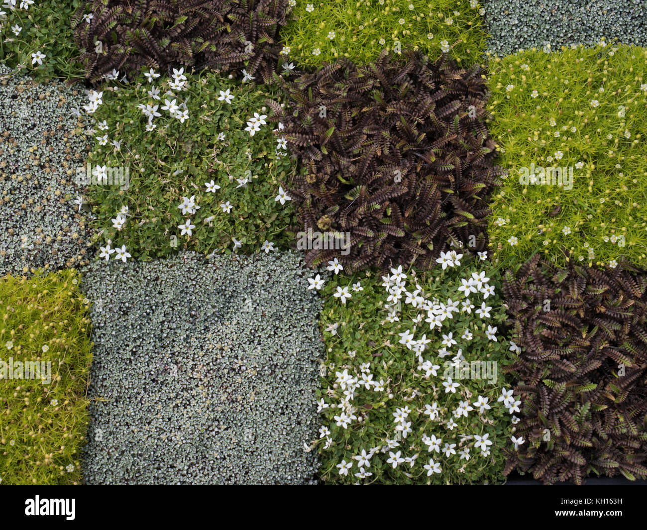 Arenaria caespitosa aurea Banque de photographies et d’images à haute ...
