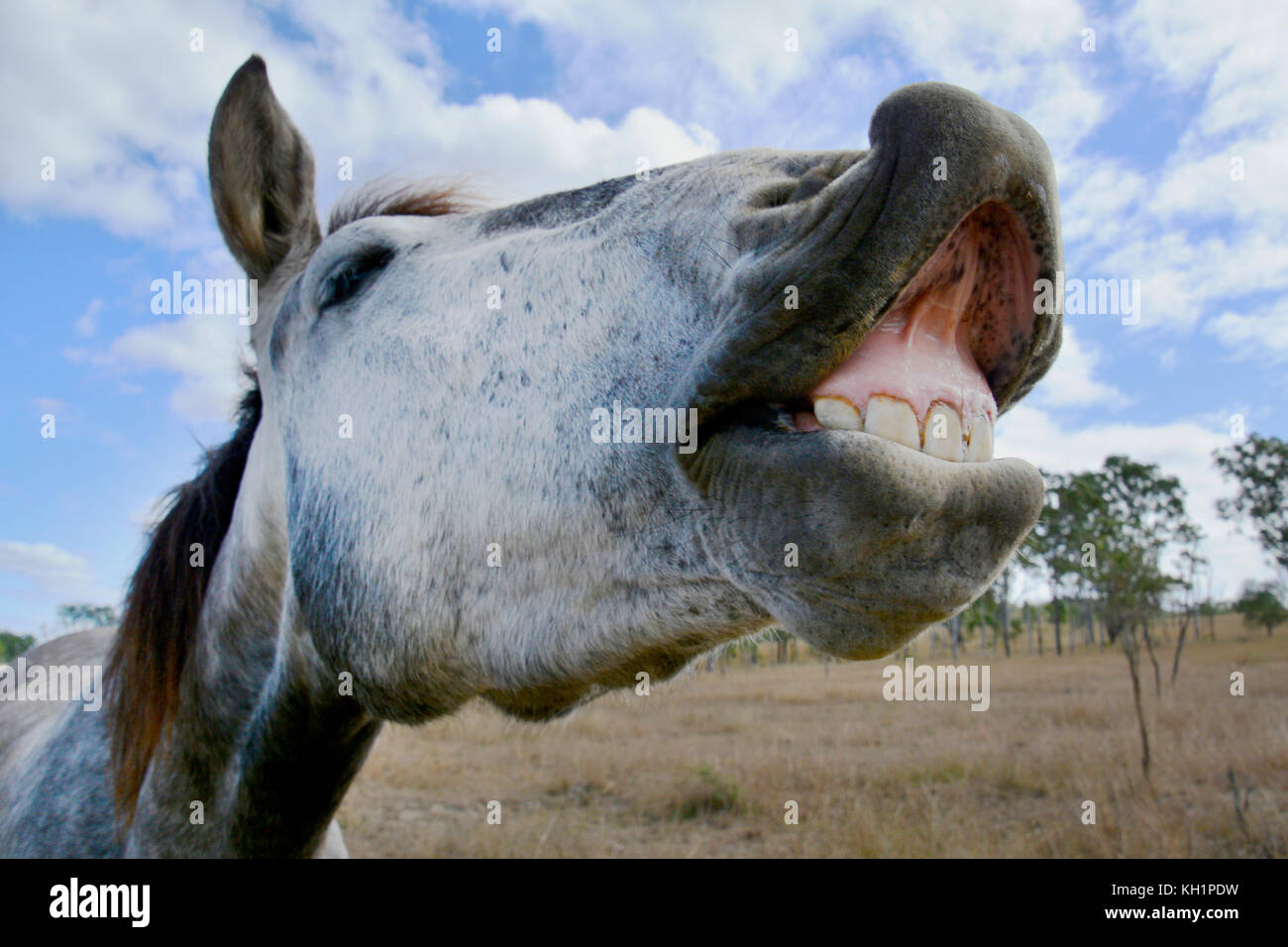 Visage de cheval drôle Banque de photographies et d’images à haute ...