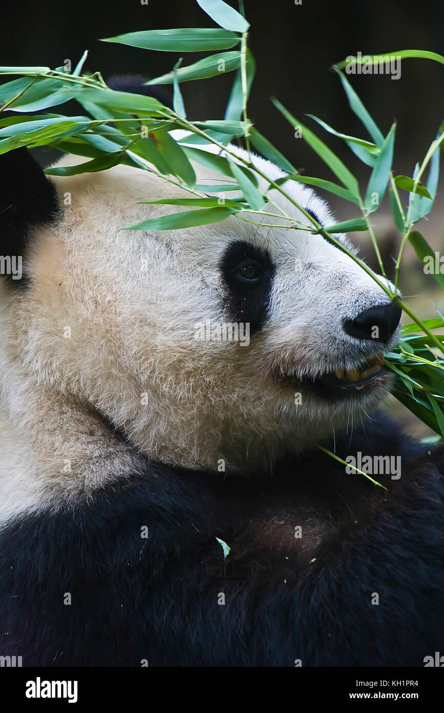 Bai Yun, un panda géant au zoo de San Diego, San Diego ca. Elle est la ...
