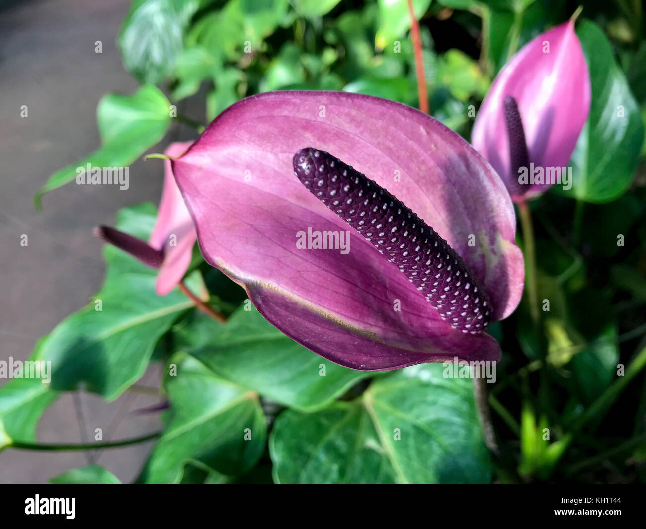 Purple anthurium flower Banque de photographies et d’images à haute ...