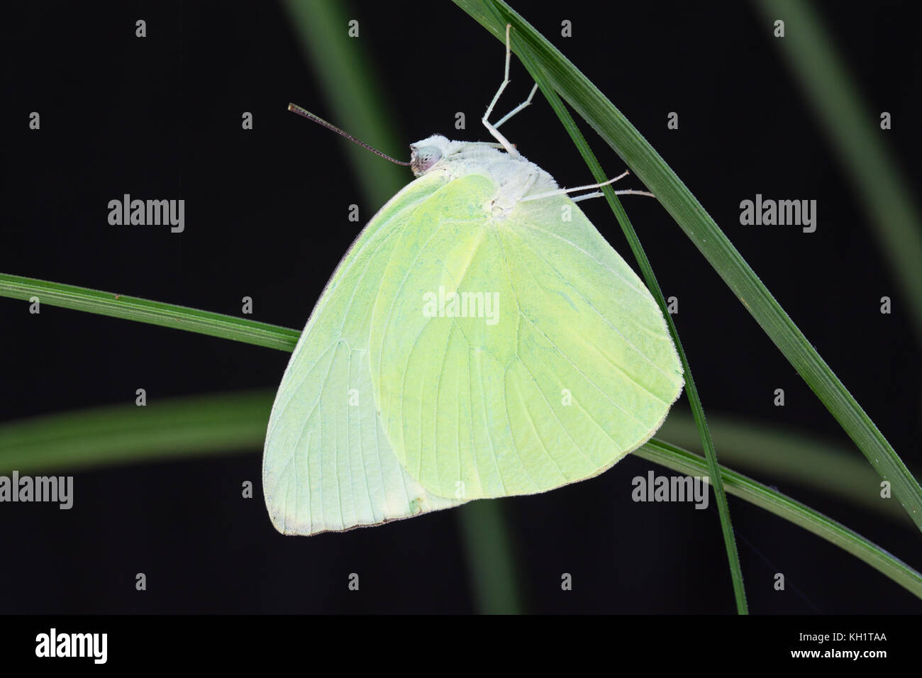 Papillon citron Banque de photographies et d’images à haute résolution ...