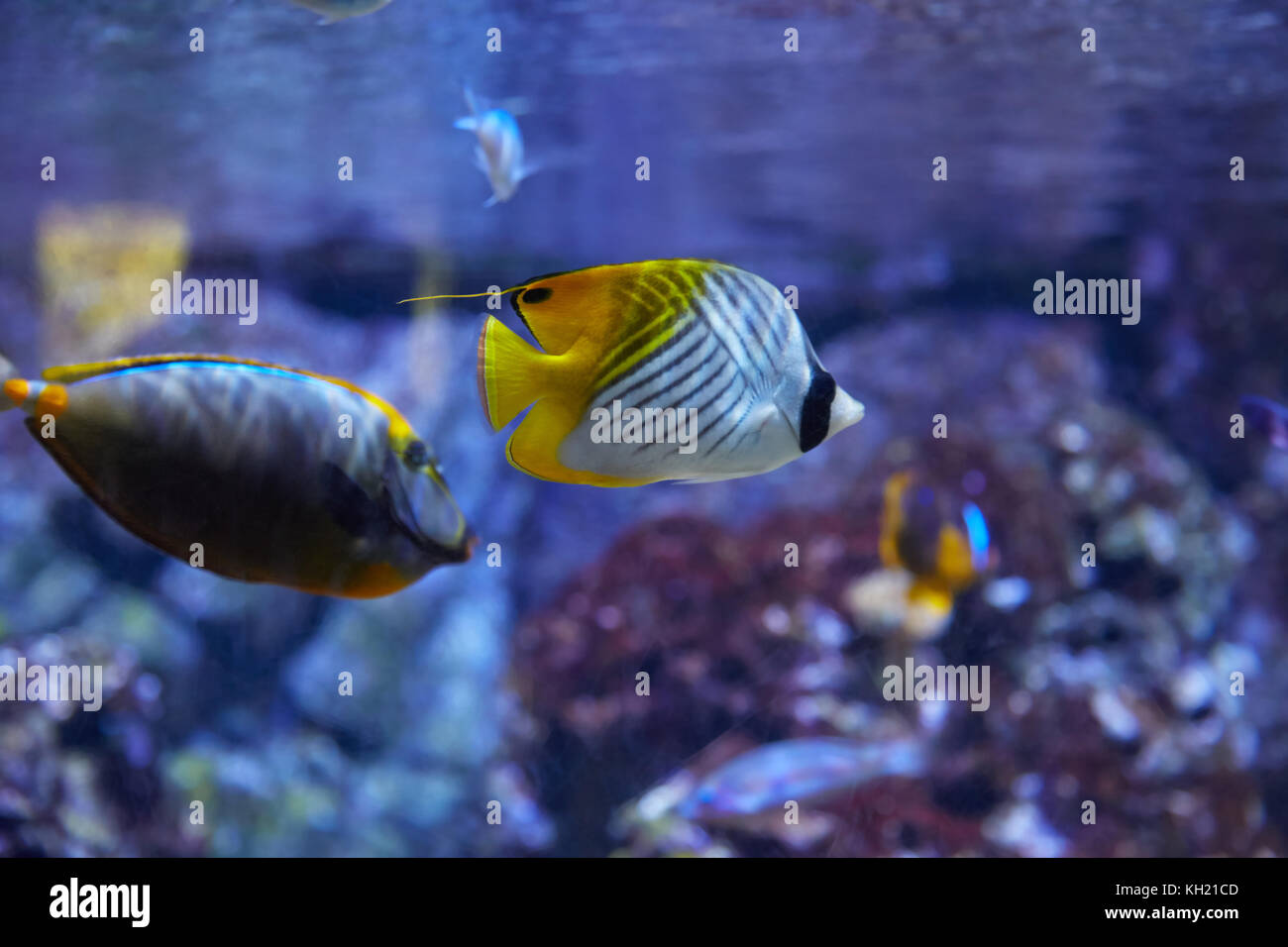 Poisson papillon bleu Banque de photographies et d’images à haute ...