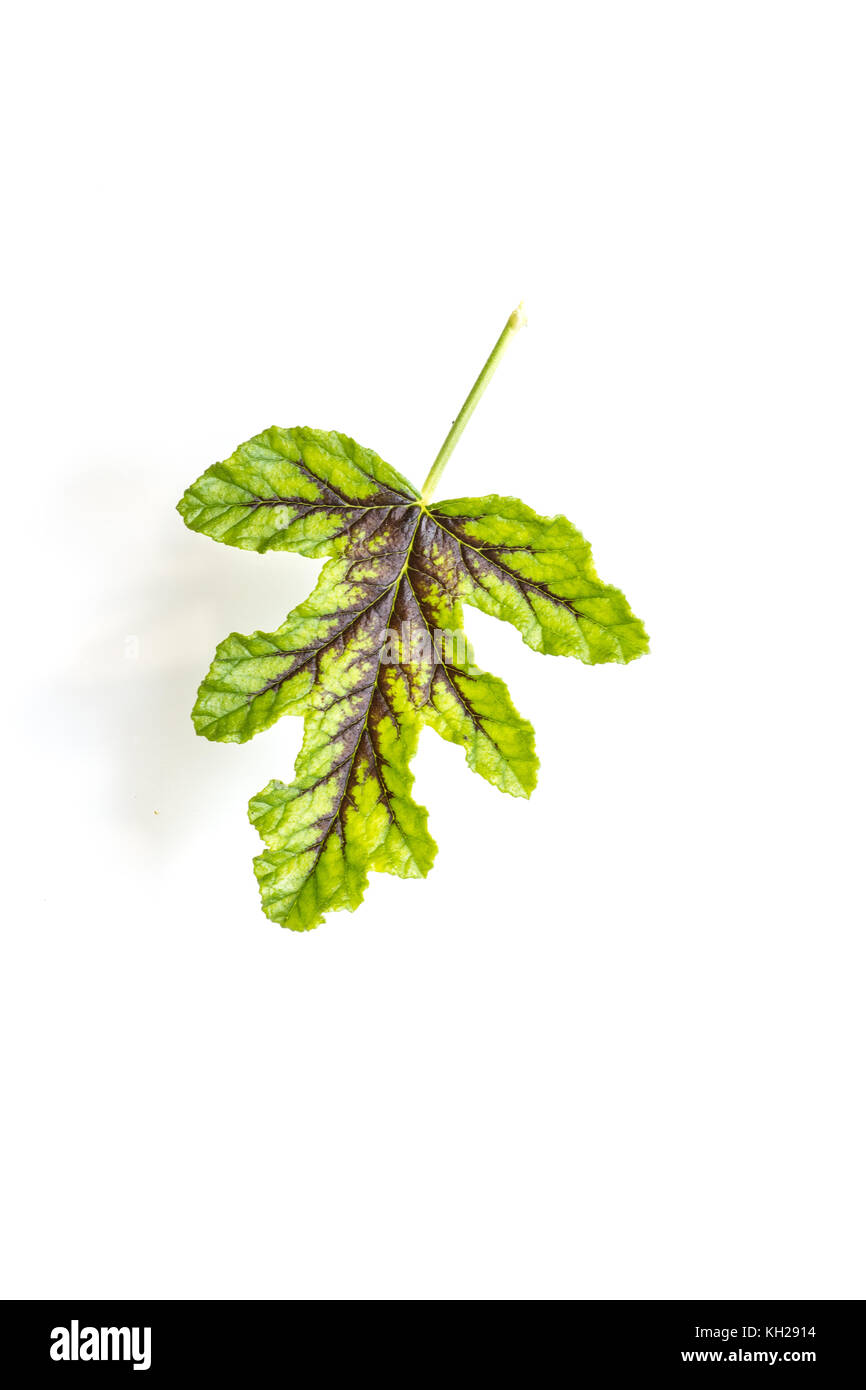 Feuille de geranium quercifolia Banque de photographies et d’images à ...