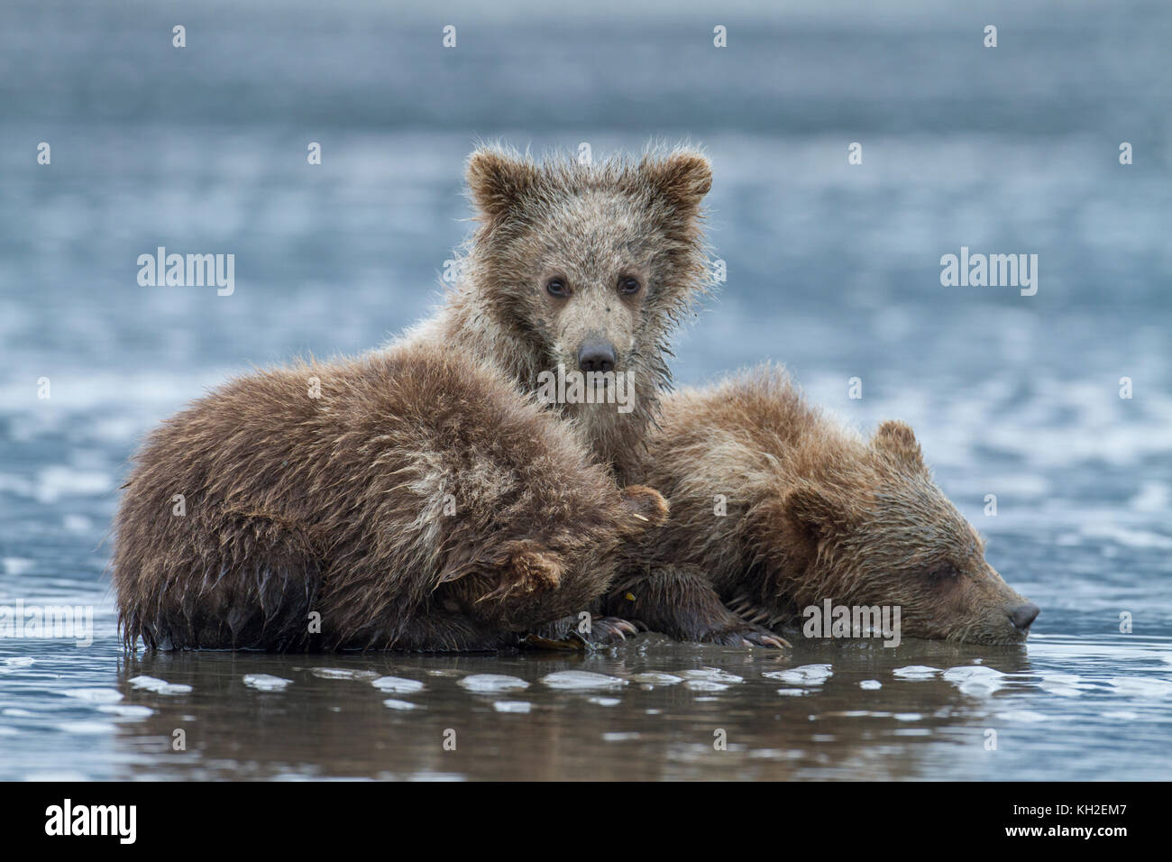 Ours alaska Banque de photographies et d’images à haute résolution - Alamy