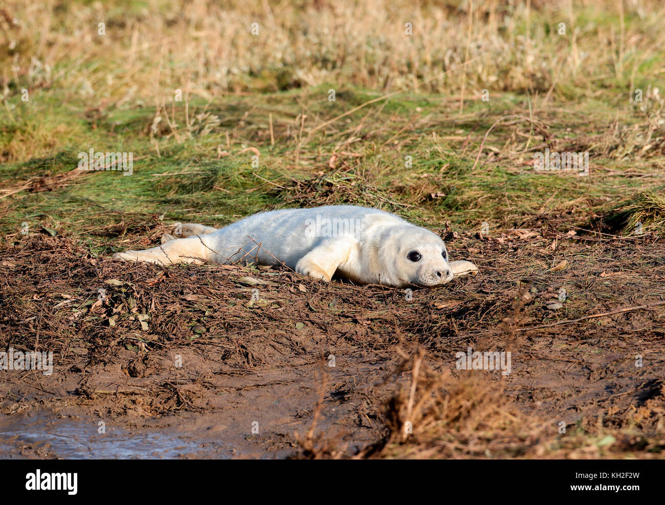 Cochon de mer Banque de photographies et d’images à haute résolution ...