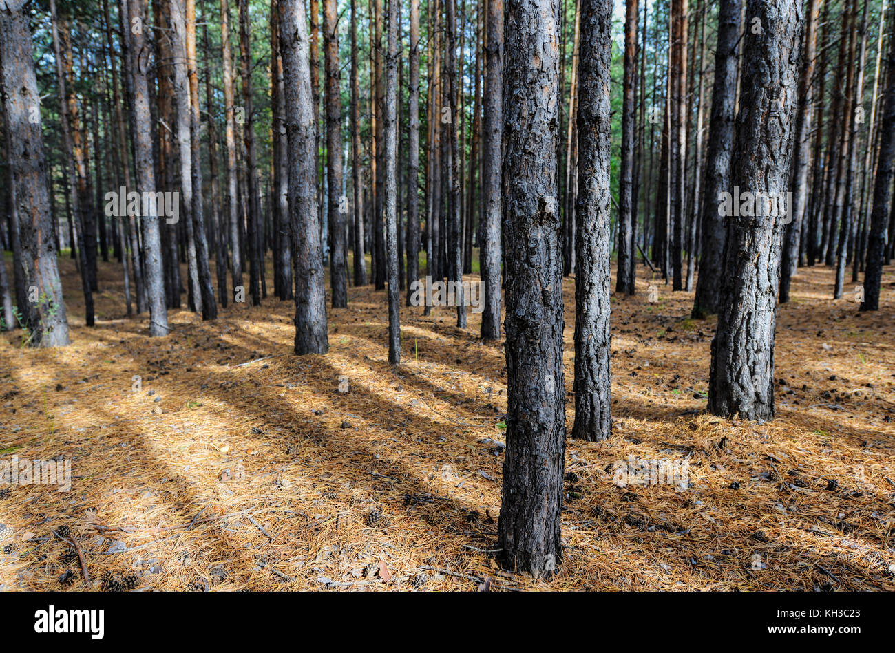 Forêt de pins de Sibérie au début de l'automne. sol parsemé de cônes de ...