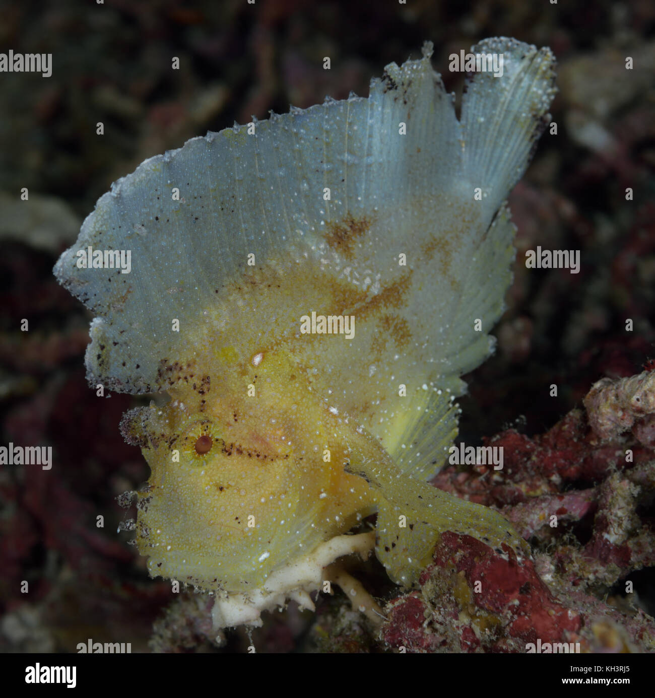 Poisson feuille Banque de photographies et d’images à haute résolution ...