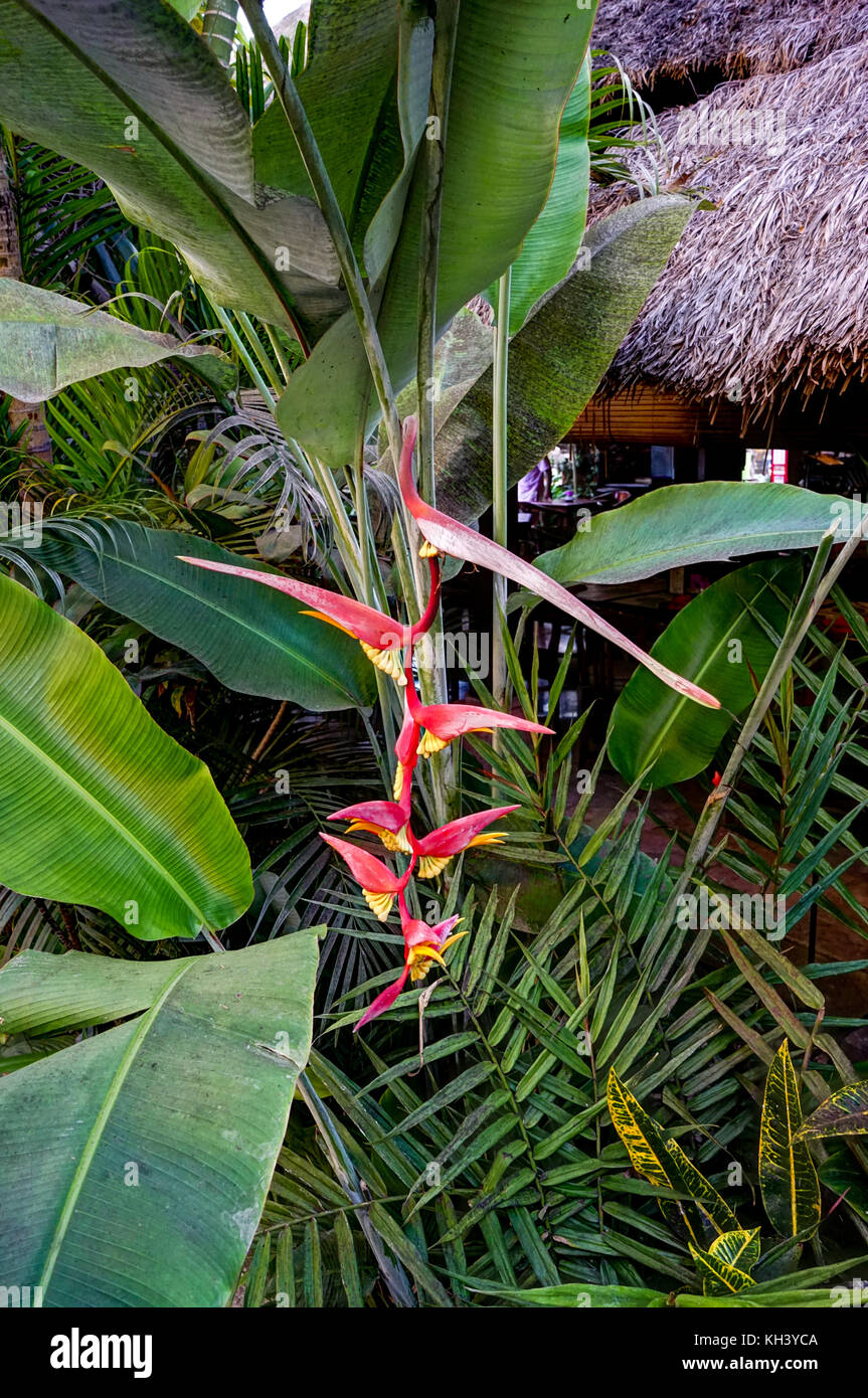 Heliconia flower bali indonesia Banque de photographies et d’images à ...