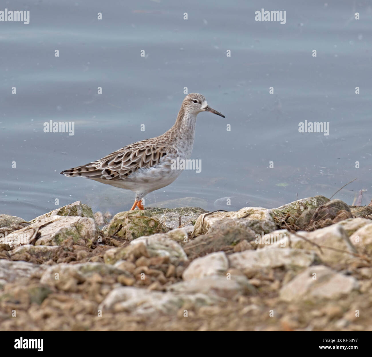 Oiseaux noirs pattes rouges Banque de photographies et d’images à haute ...