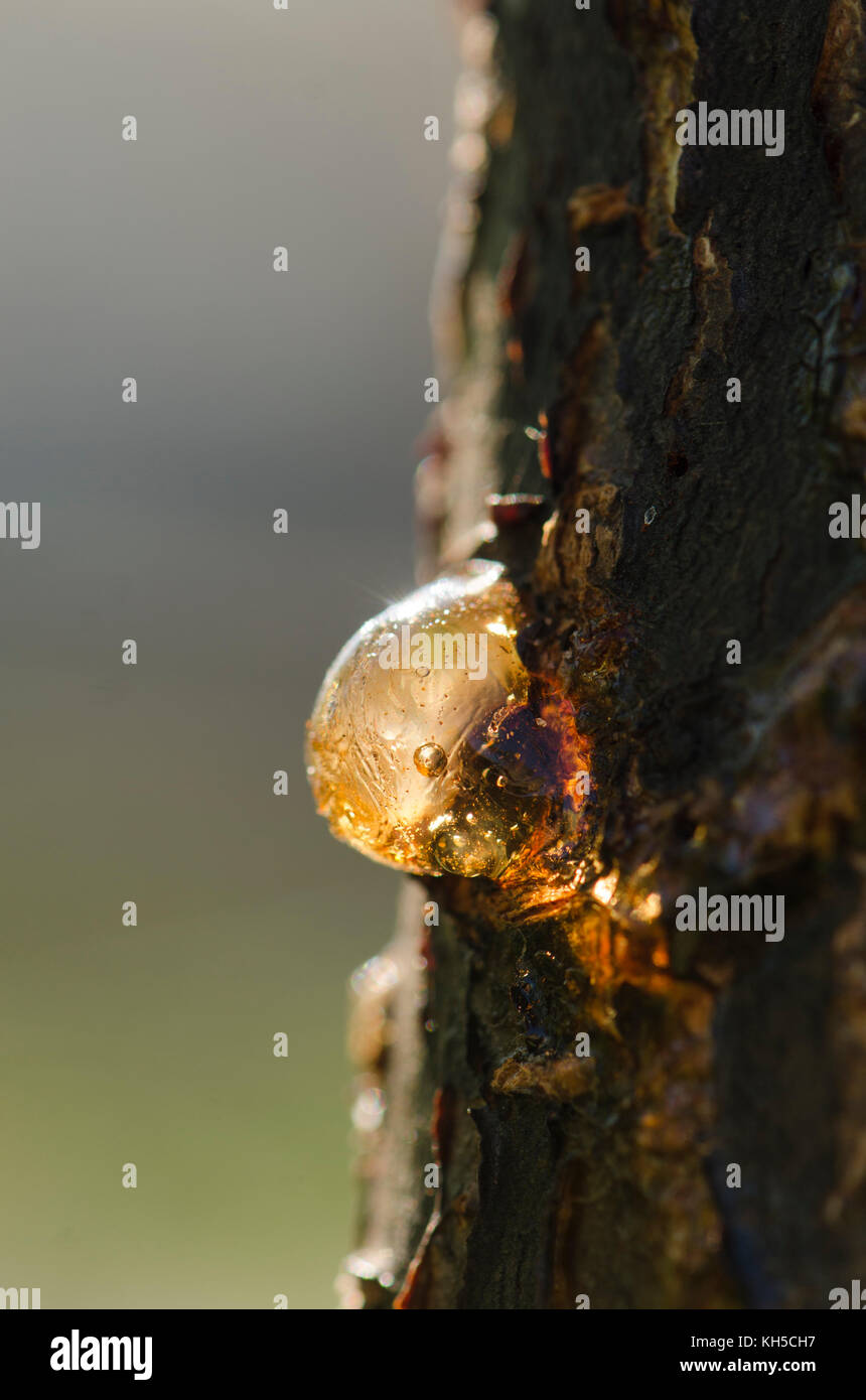Maladie des pruniers Banque de photographies et d’images à haute ...