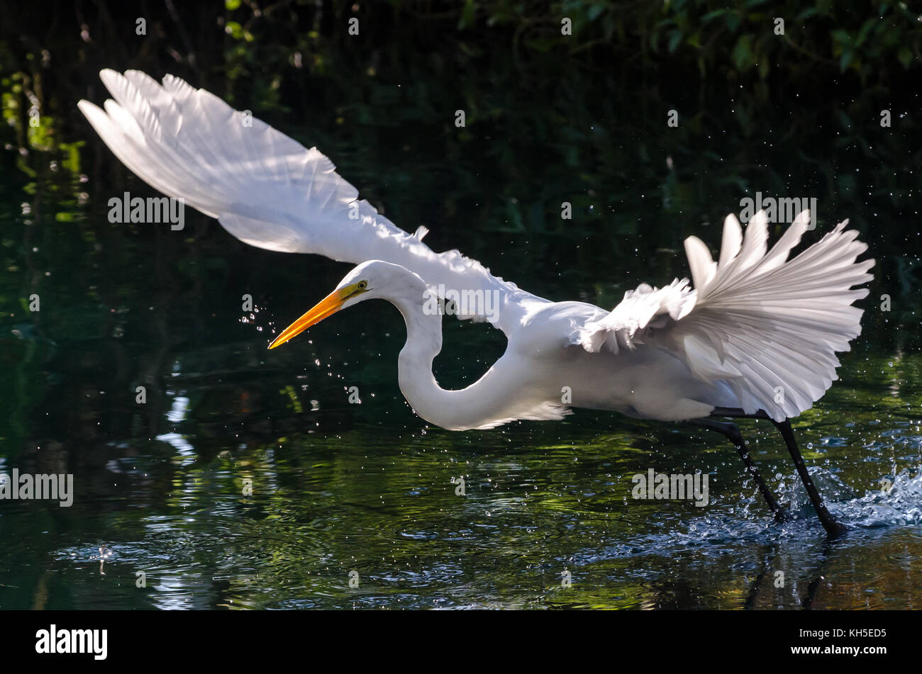 Grande aigrette en vol Banque de photographies et d’images à haute ...