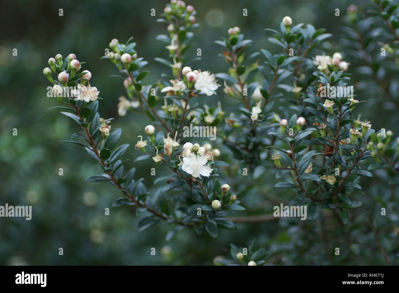 Myrtus communis tarentina Banque de photographies et d’images à haute ...