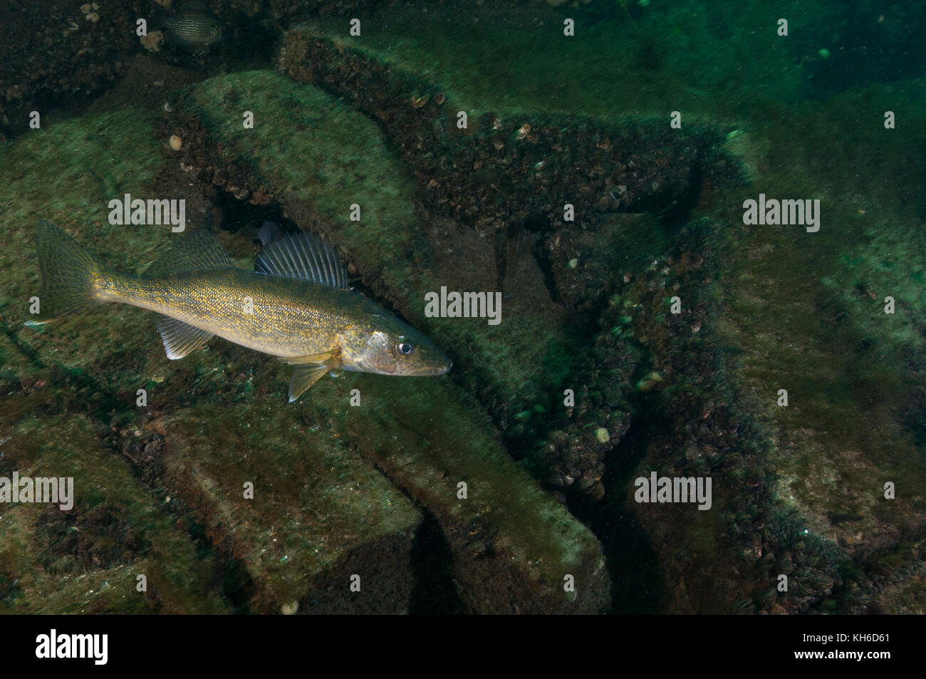 Poisson de rivière Banque de photographies et d’images à haute ...