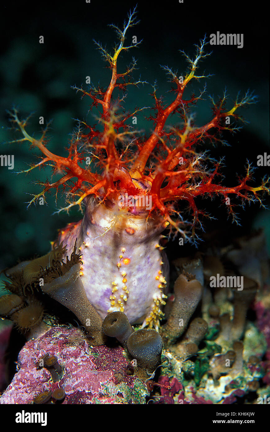 Concombre de mer de californie Banque de photographies et d’images à ...