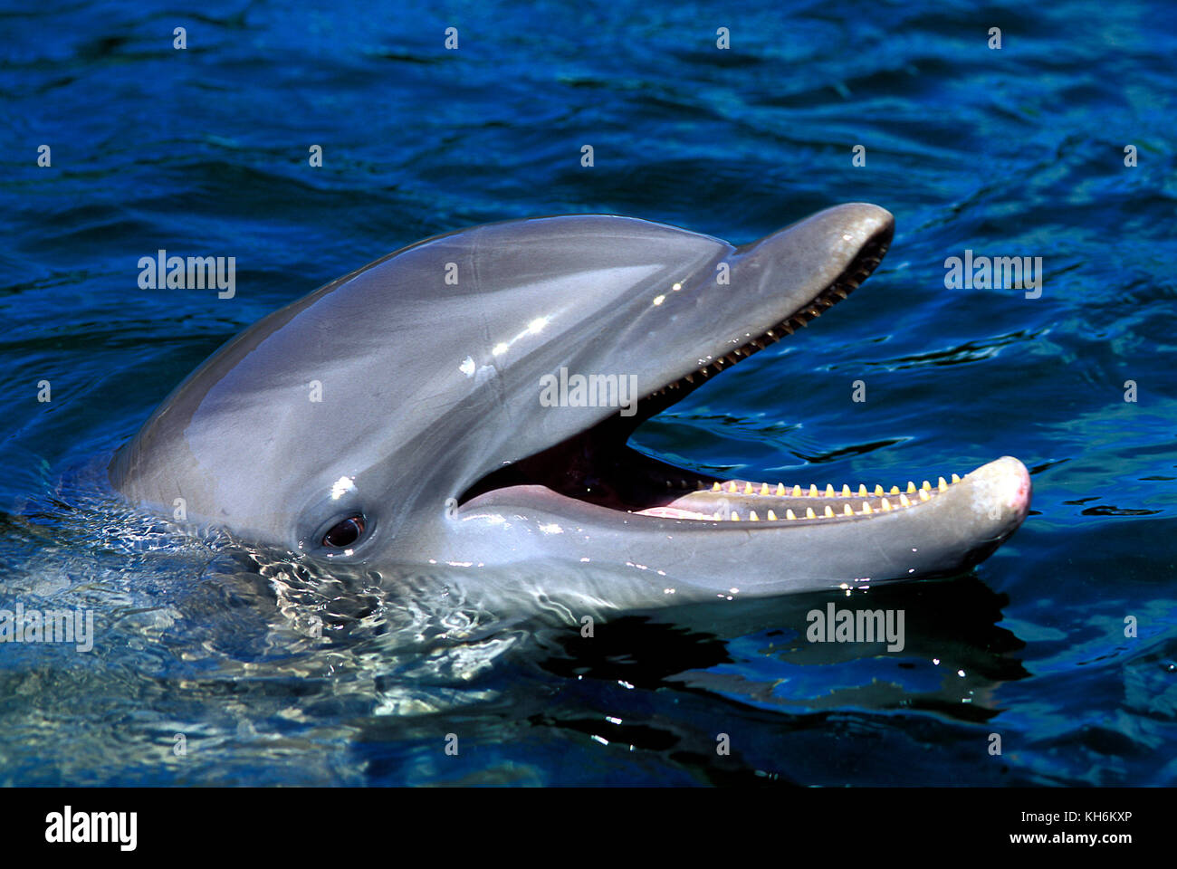 Dauphin dauphin dauphin visage de dauphin Banque de photographies et d ...