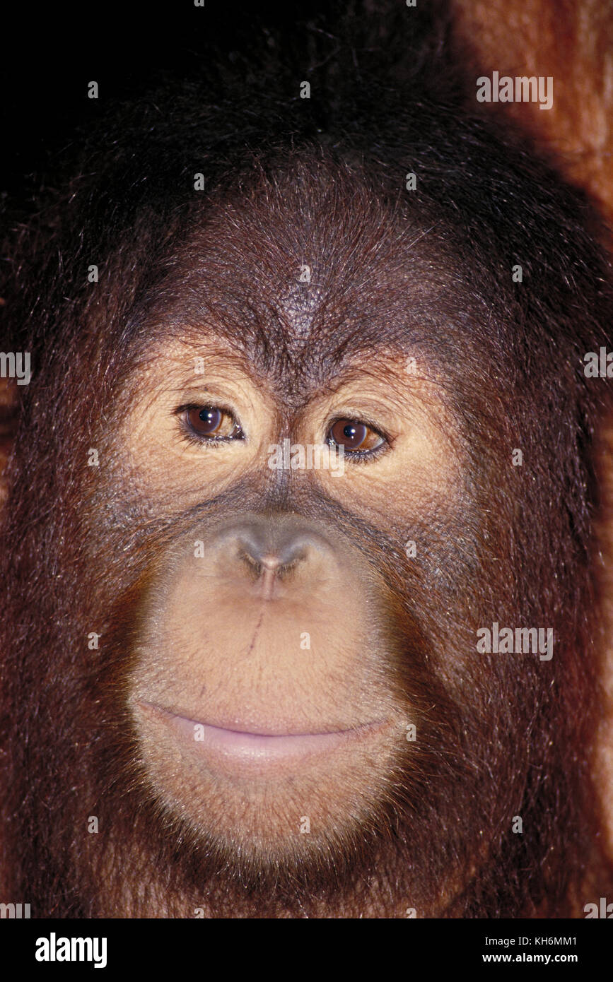 Orangutan face Banque de photographies et d’images à haute résolution ...