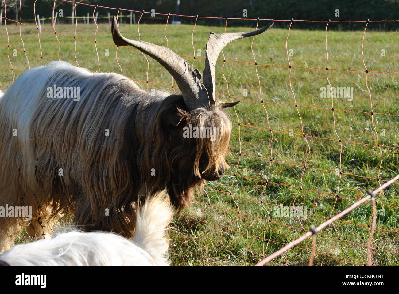 Chèvre drôle Banque de photographies et d’images à haute résolution - Alamy