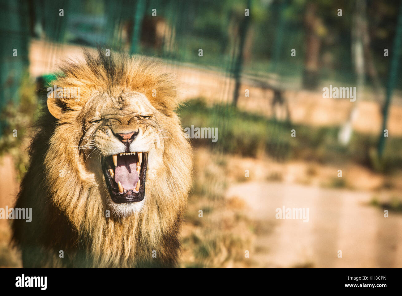 Lion Rugissant Banque d'image et photos - Alamy