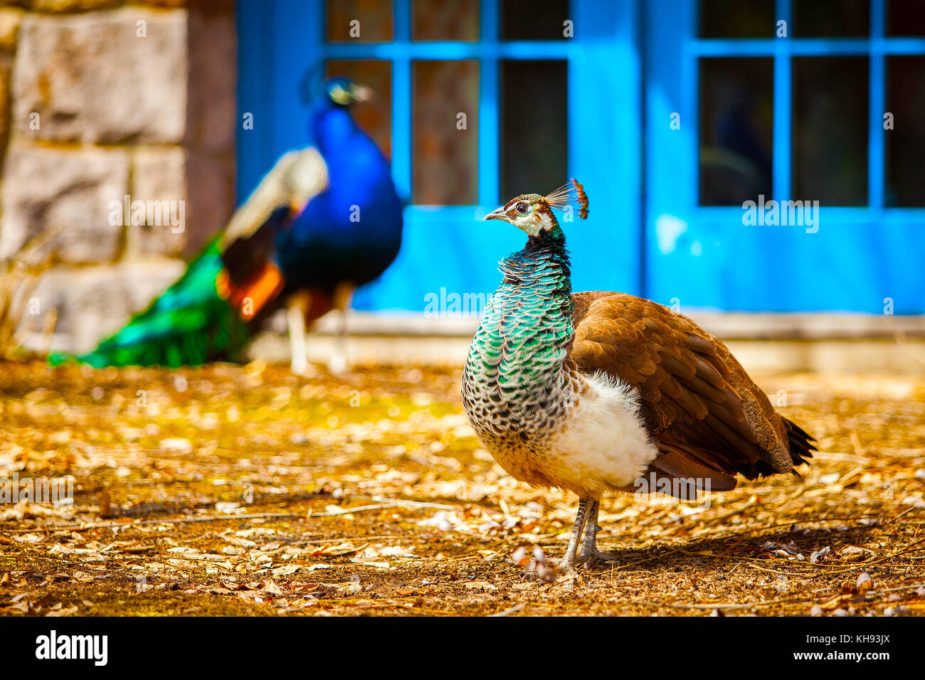Couple de faisan Banque de photographies et d’images à haute résolution ...
