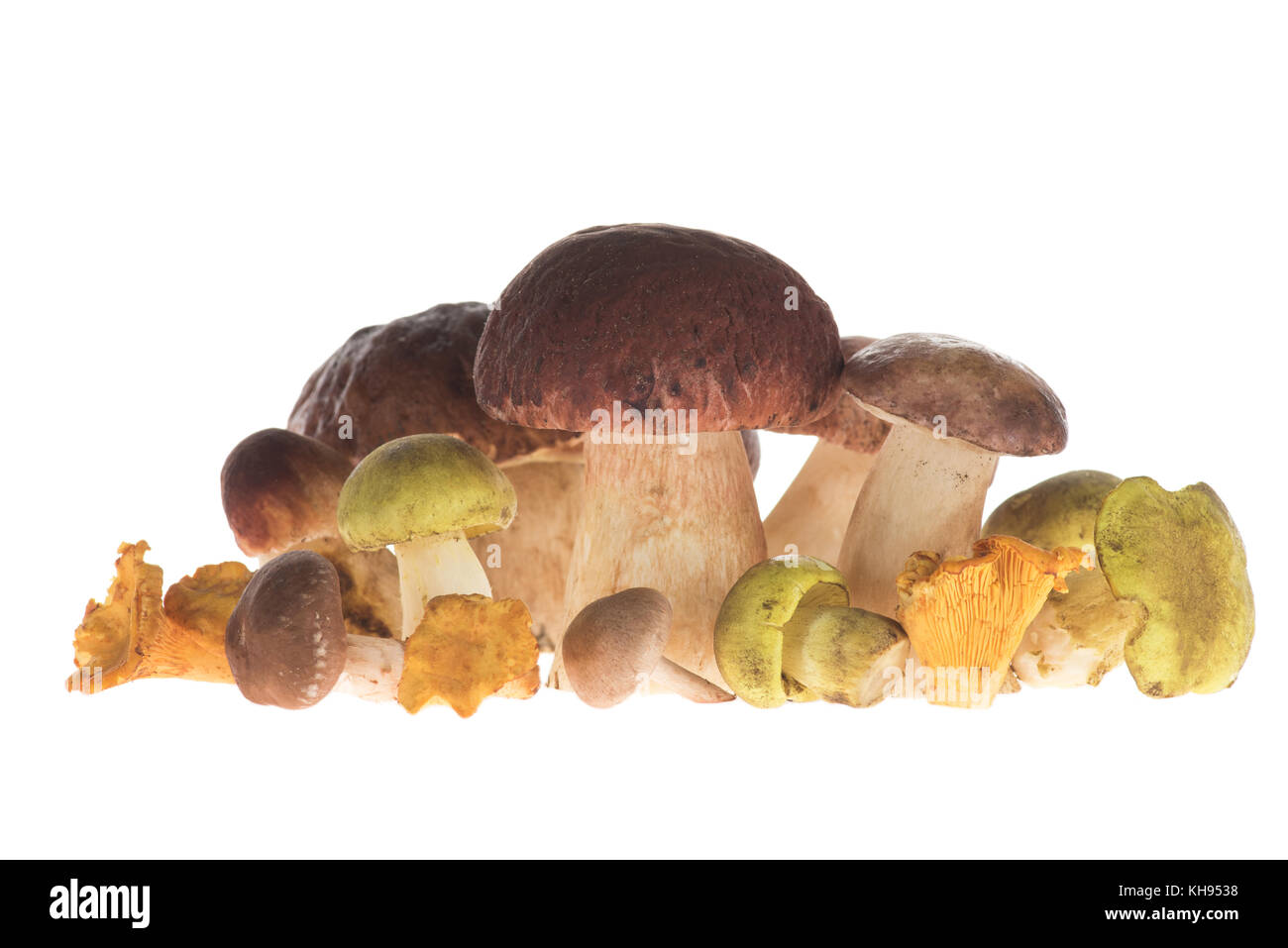 Types de champignons Banque de photographies et d’images à haute ...