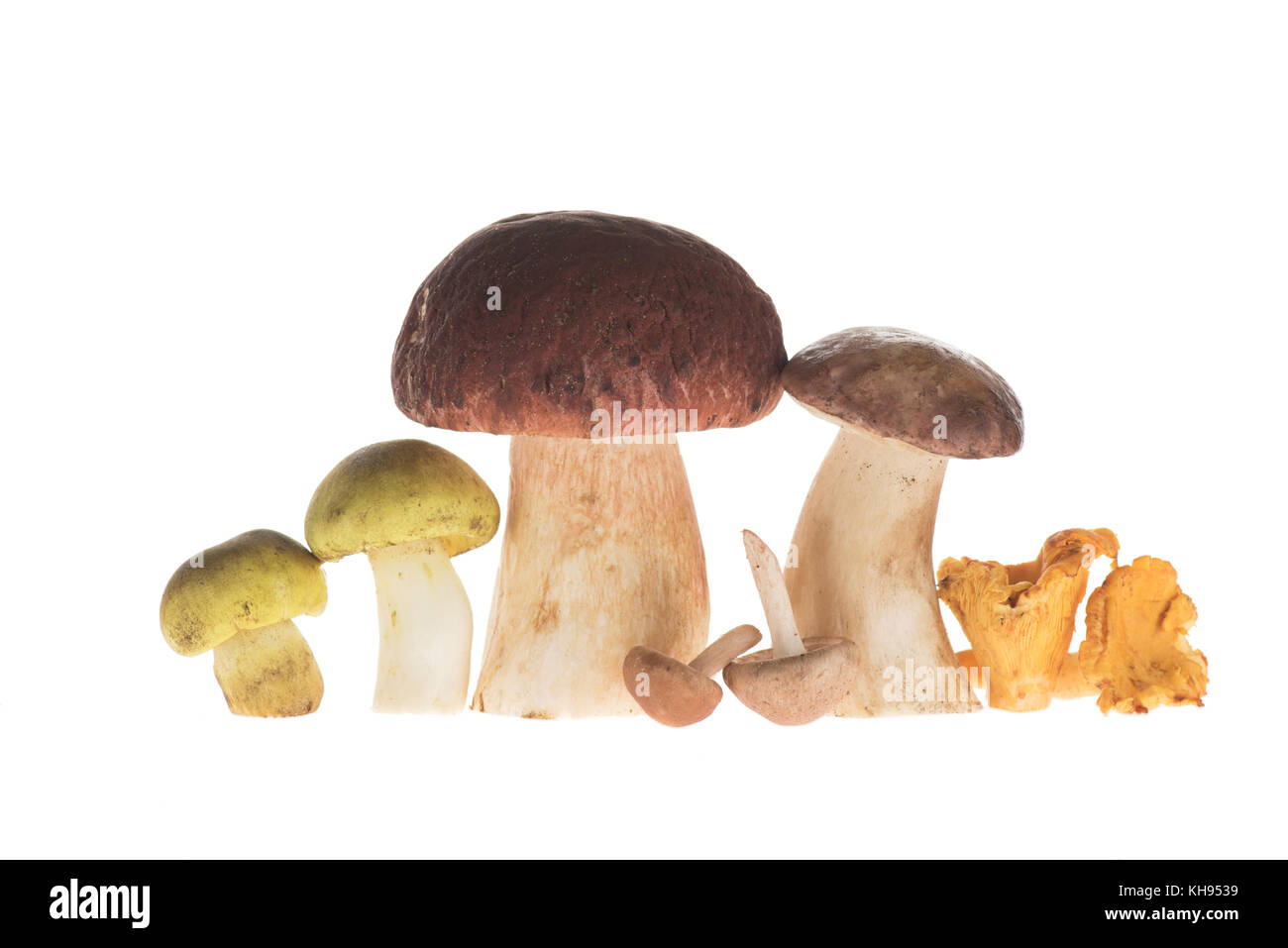 Types de champignons Banque de photographies et d’images à haute ...