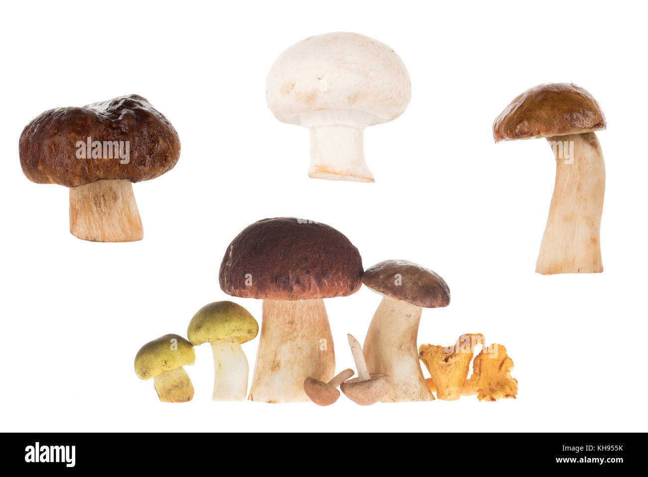 Types de champignons Banque d'images détourées - Alamy