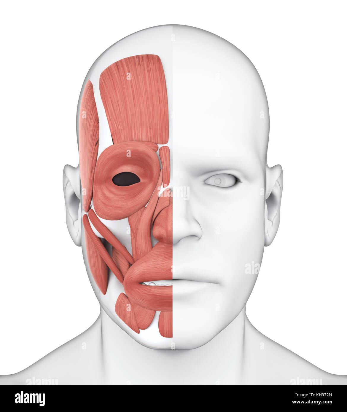 Anatomie du visage humain Banque de photographies et d’images à haute ...