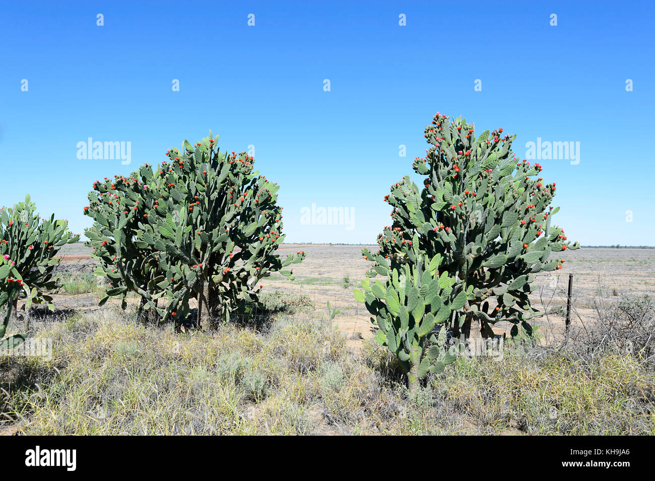Les espèces de figuiers de Barbarie Cactus (Opuntia sp.) en Australie ...