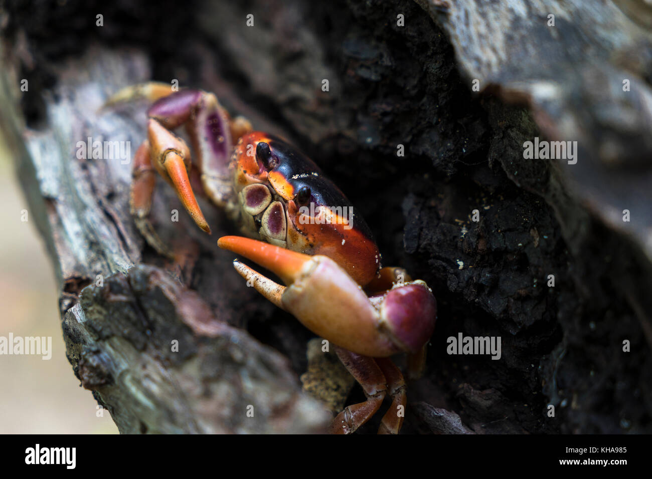 Crabe gecarcinus lateralis Banque de photographies et d’images à haute résolution - Alamy